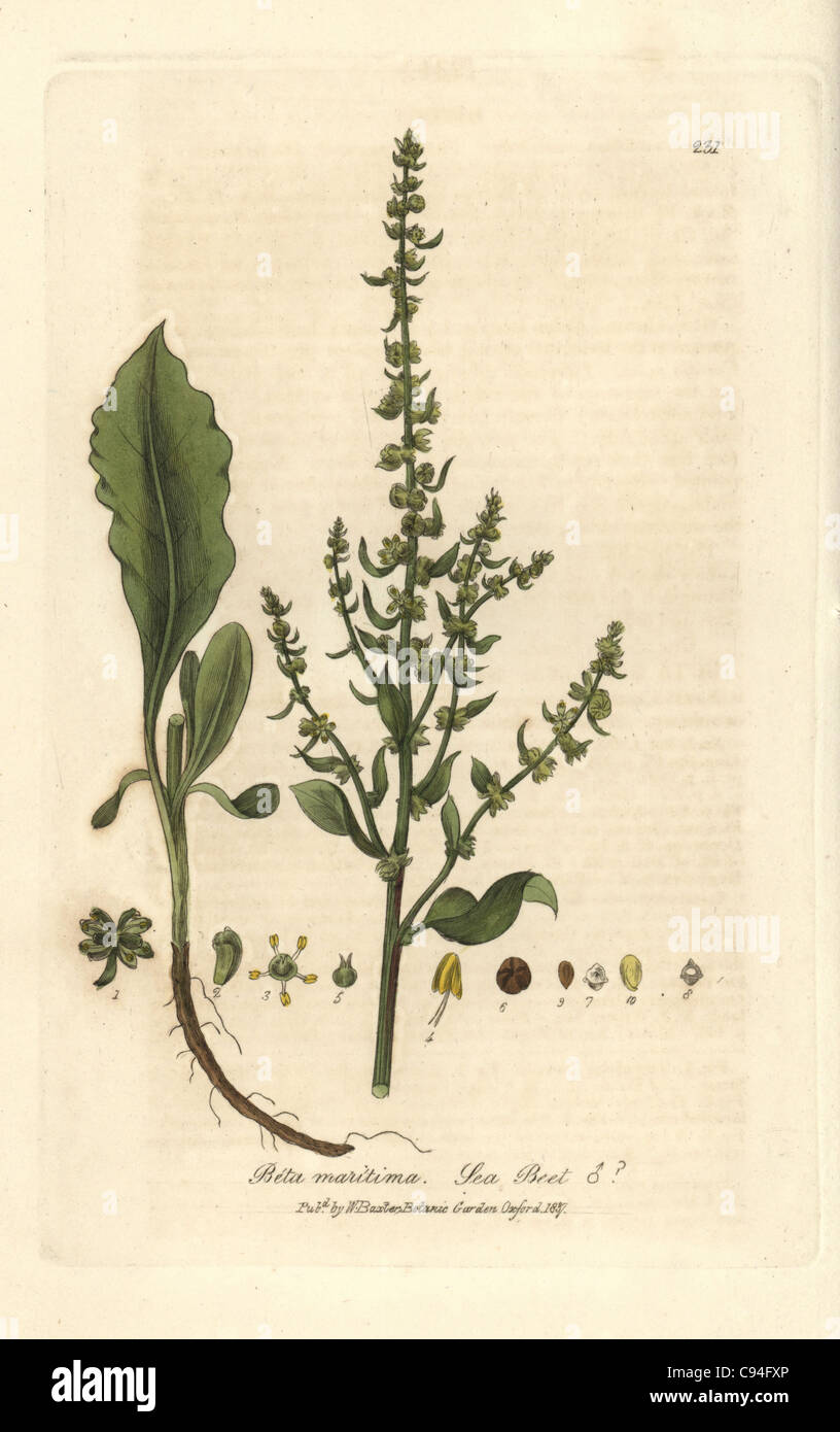 Beta vulgaris subsp maritima Banque de photographies et d’images à ...