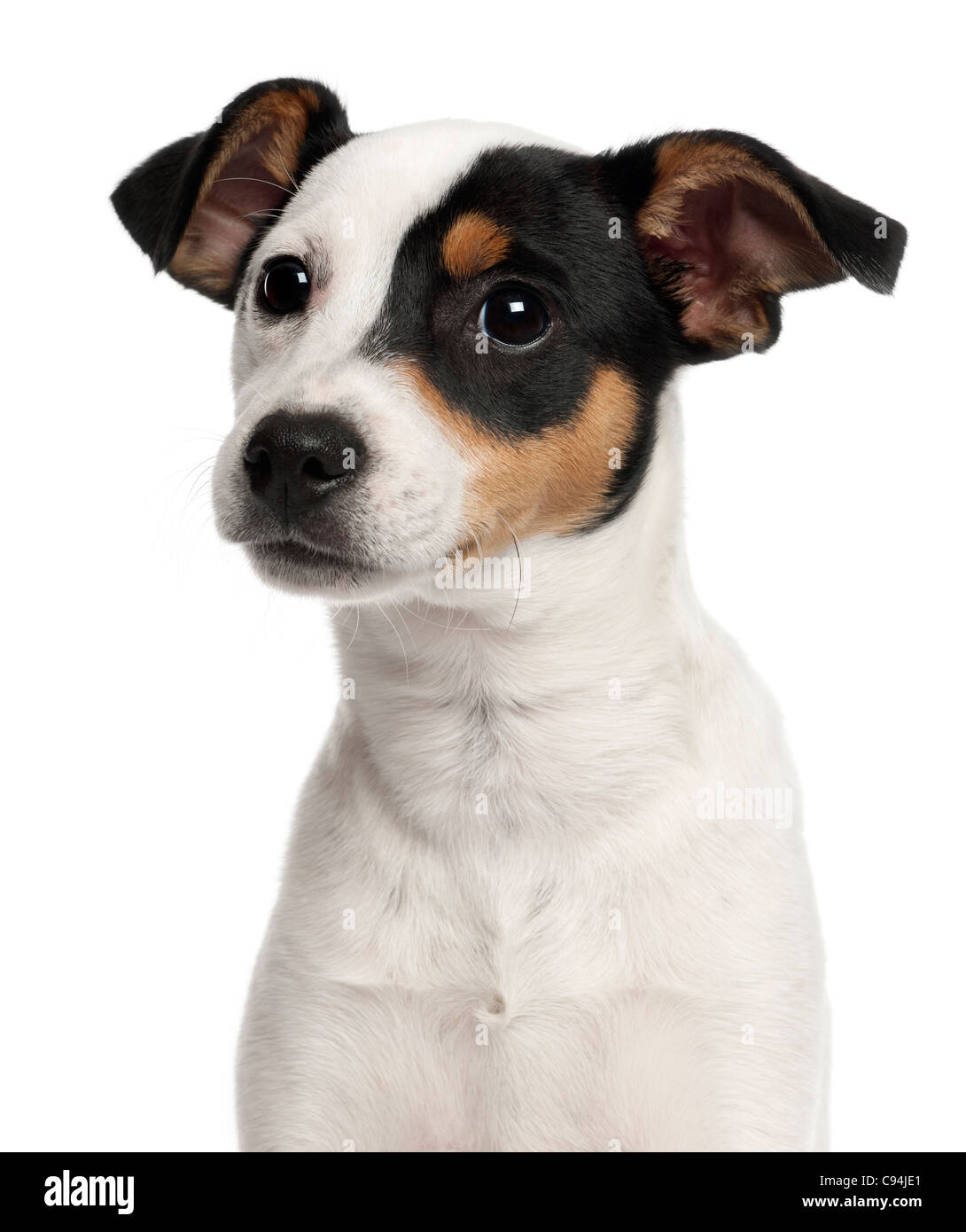Jack russell terrier Banque de photographies et d’images à haute résolution - Alamy