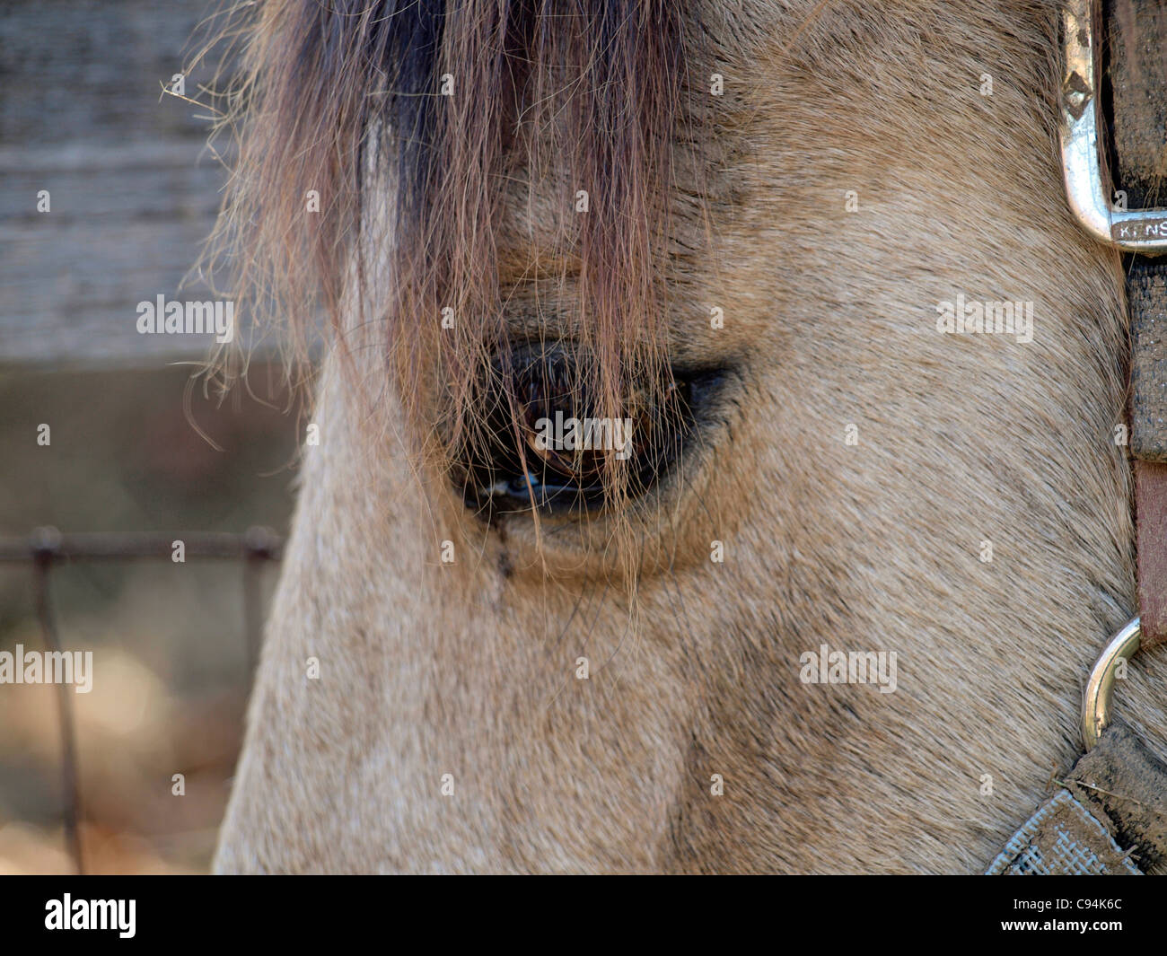 Vision du cheval Banque de photographies et d’images à haute résolution ...