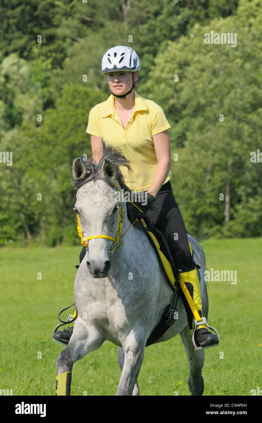 Cheval arabe avec cavalier au galop Banque de photographies et d’images ...