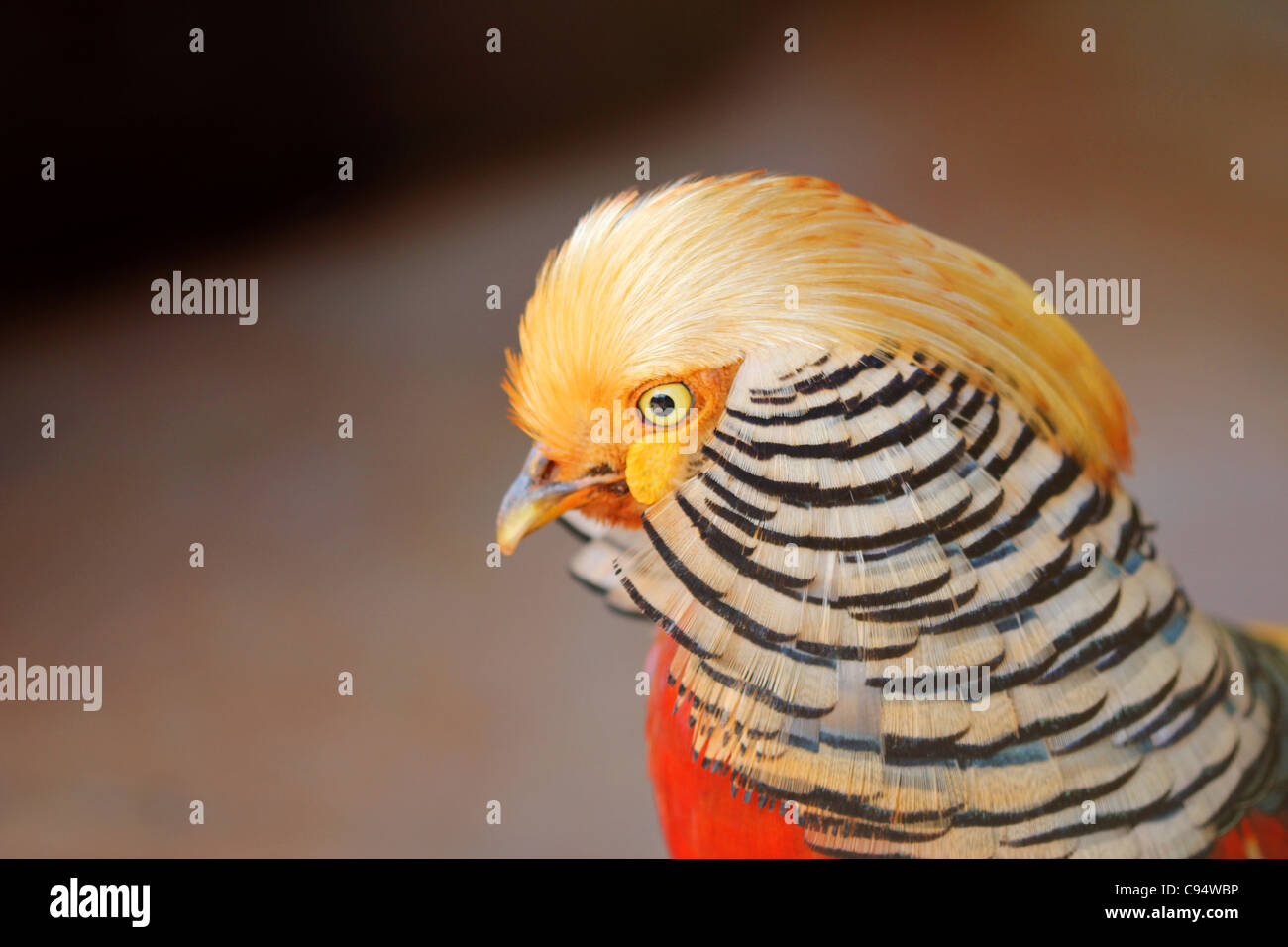 Faisan Doré Banque d'image et photos - Alamy