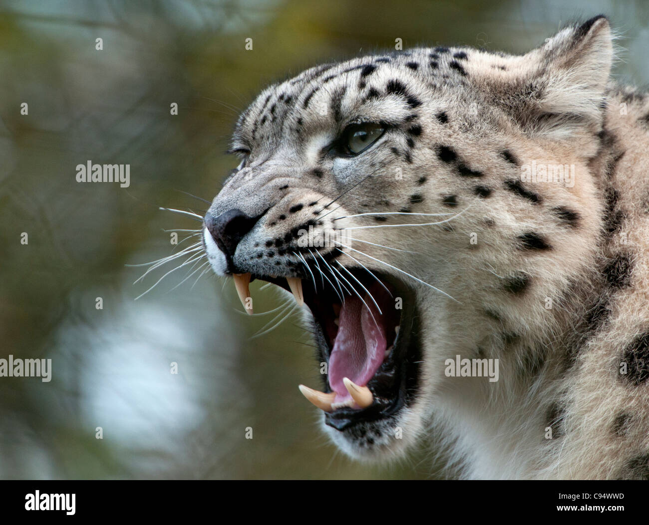 Snow leopard snow endangered snarl Banque de photographies et d’images ...