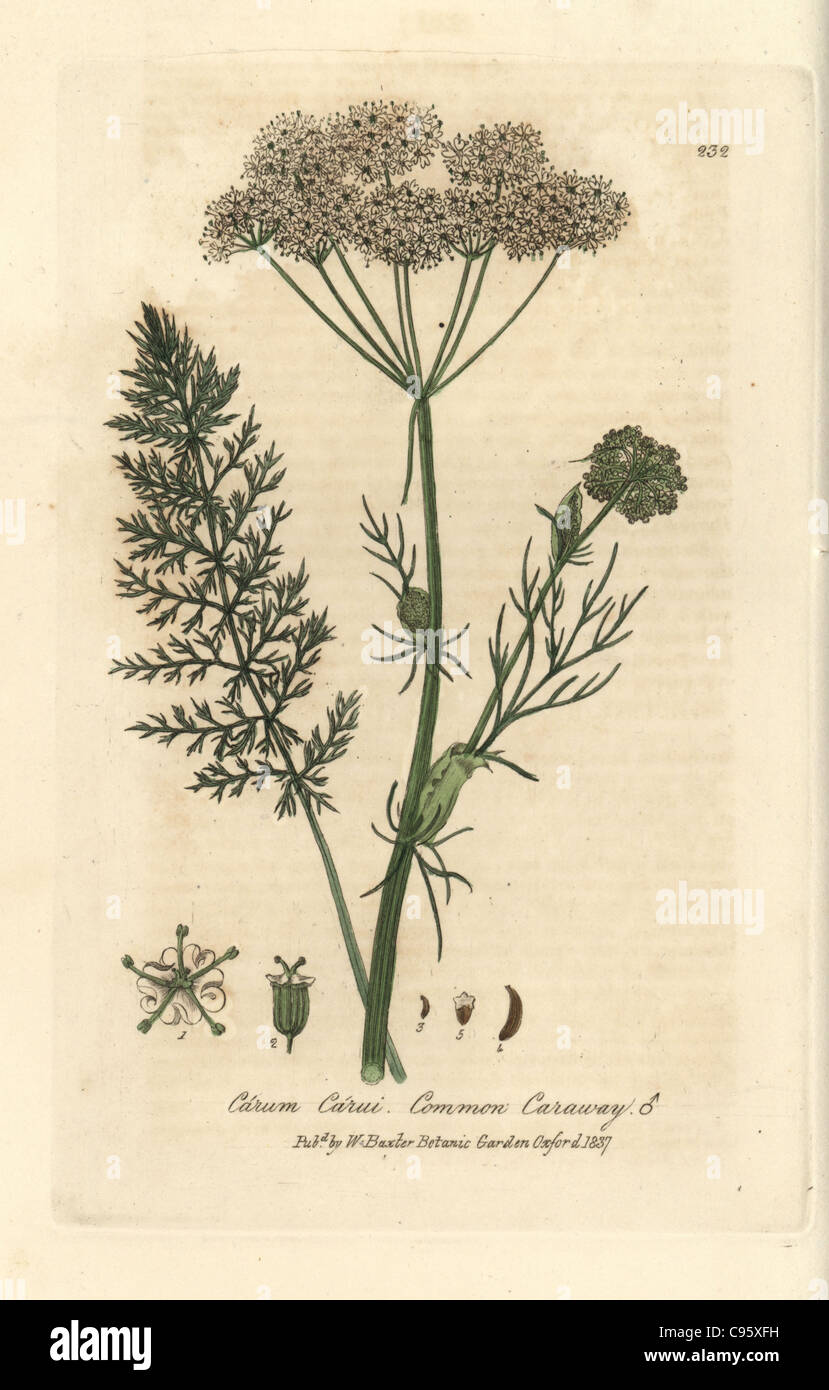 Dessin de carvi Banque de photographies et d’images à haute résolution ...