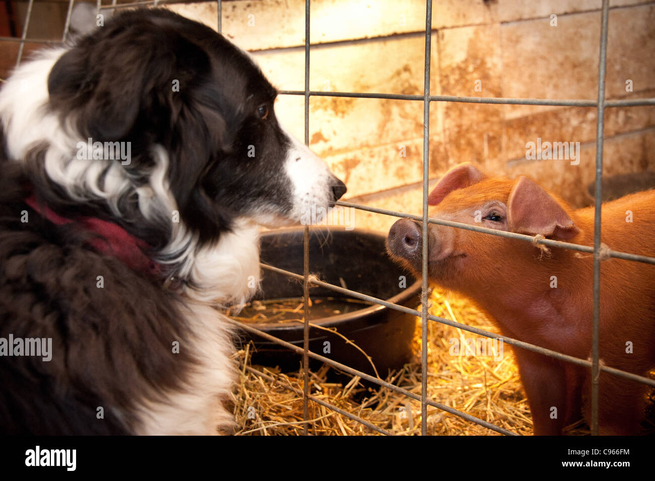 Cochon chien Banque de photographies et d’images à haute résolution - Alamy