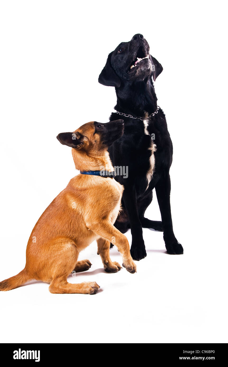 Chien malinois noir Banque de photographies et d’images à haute ...