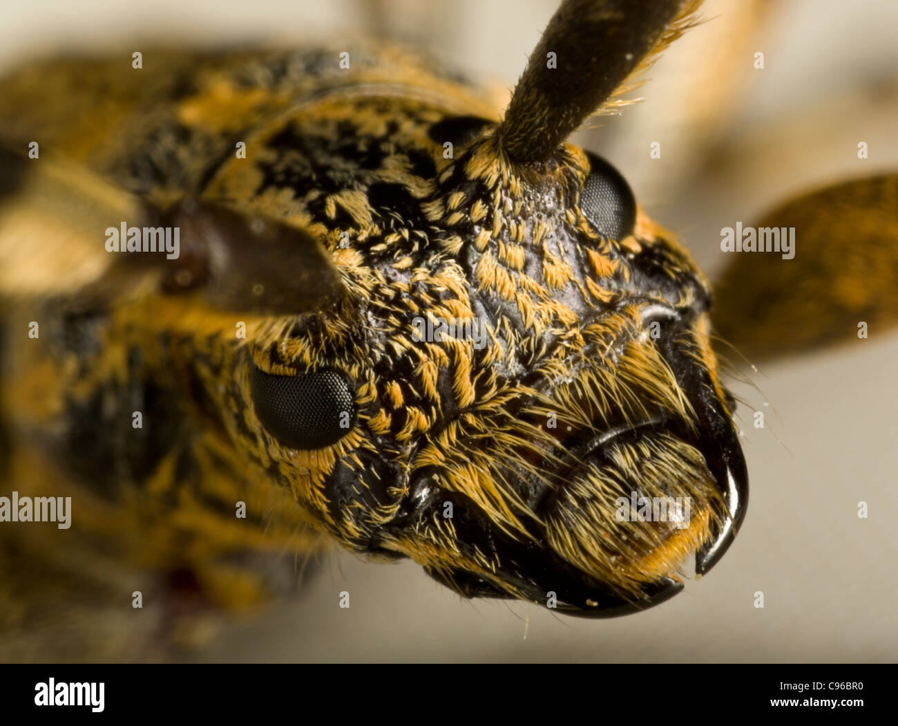 Mandibule d'insecte Banque de photographies et d’images à haute ...