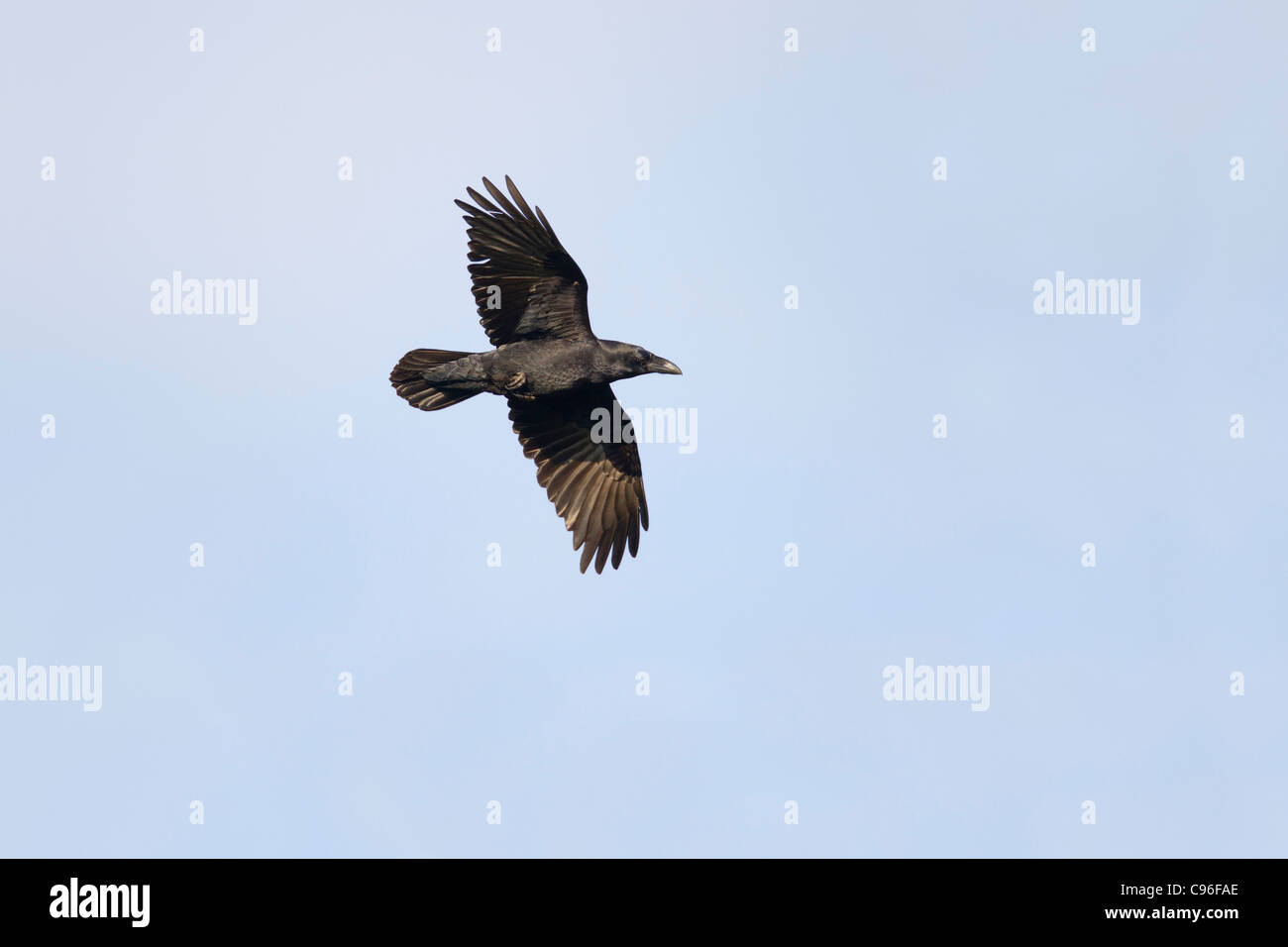 Corbeau en vol Banque de photographies et d’images à haute résolution ...