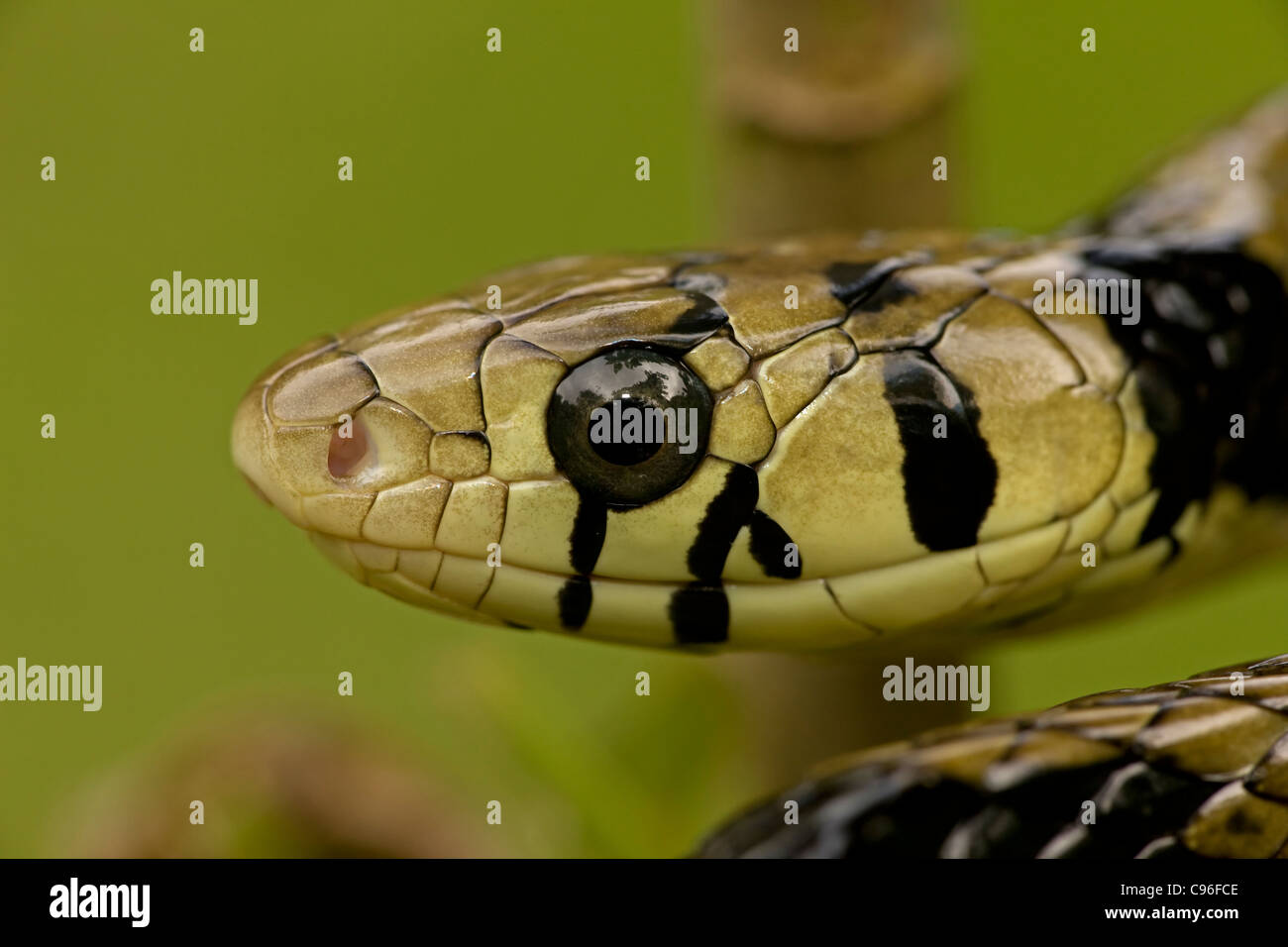 Tropical rat snake spilotes pullatus Banque de photographies et d ...