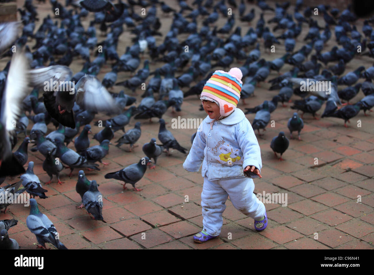 Nepal nepali pigeon pigeons Banque de photographies et d’images à haute ...