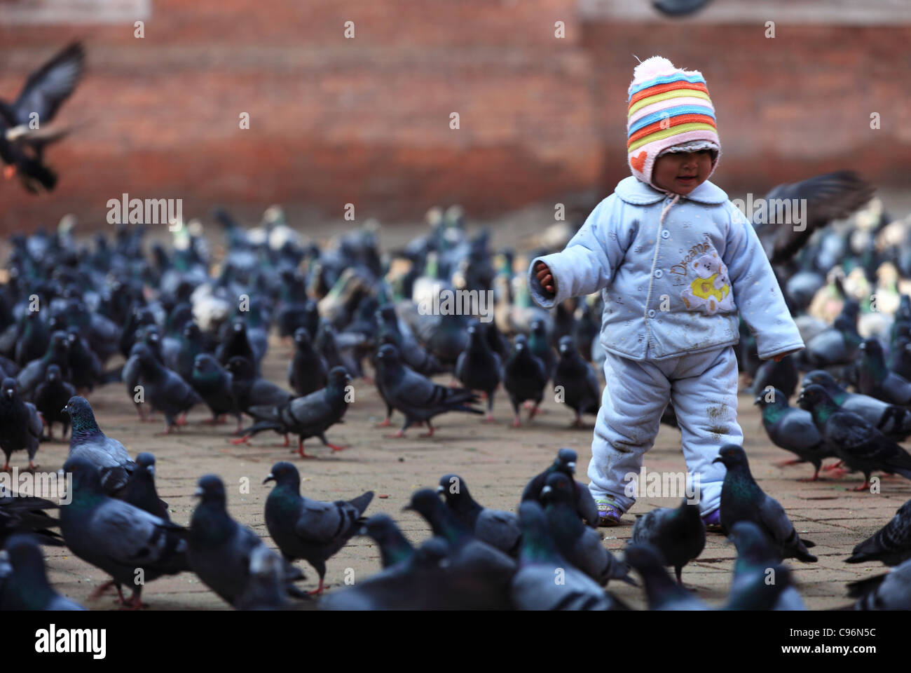 Nepal nepali pigeon pigeons Banque de photographies et d’images à haute ...