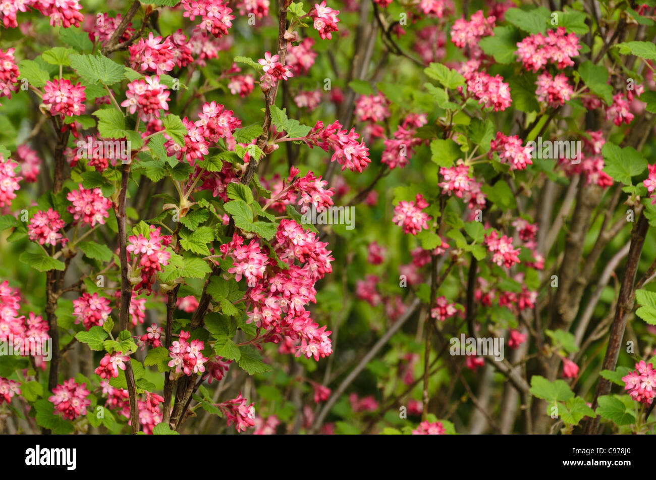 Floraison des ribes sanguineum Banque de photographies et d’images à ...