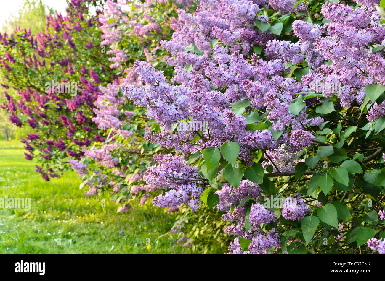 Plante lilas Banque de photographies et d’images à haute résolution - Alamy