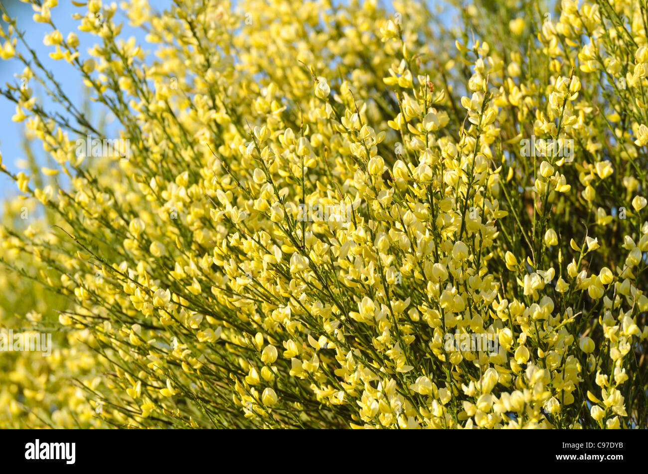 Balai de warminster cytisus x praecox Banque de photographies et d ...