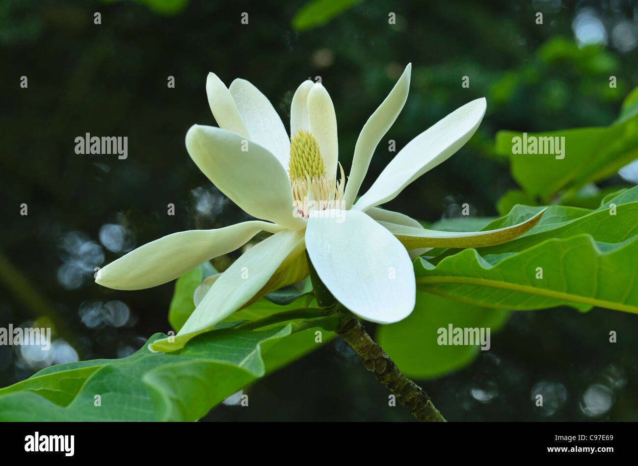 Magnolia officinalis Banque de photographies et d’images à haute ...