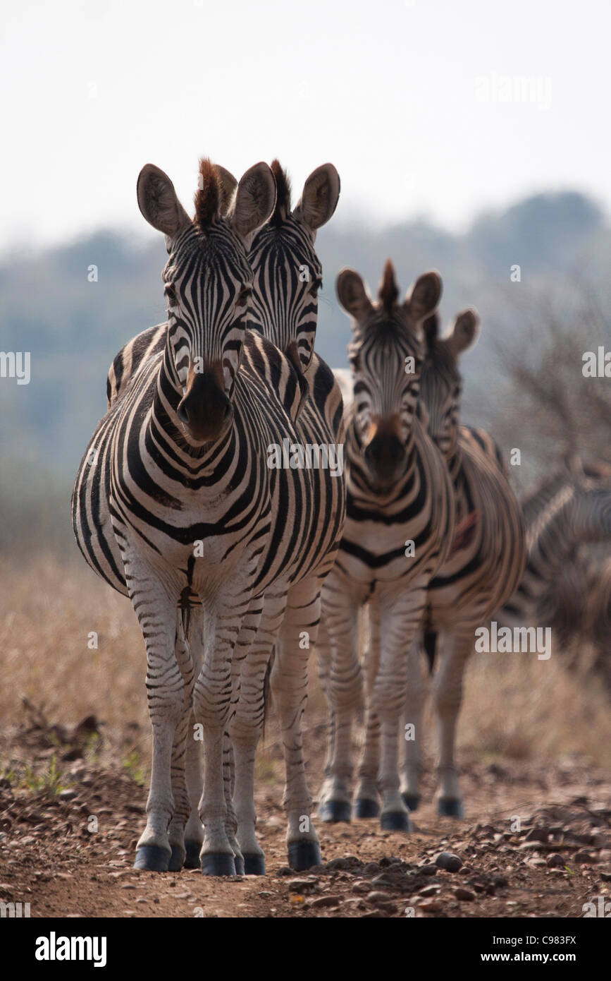 Zebra herd Banque de photographies et d’images à haute résolution - Alamy