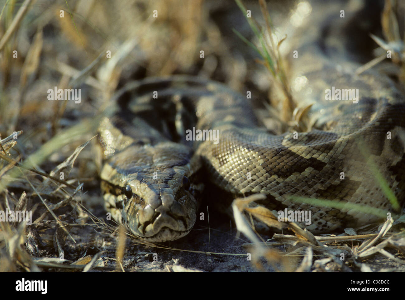 Python sebae african python Banque de photographies et d’images à haute ...