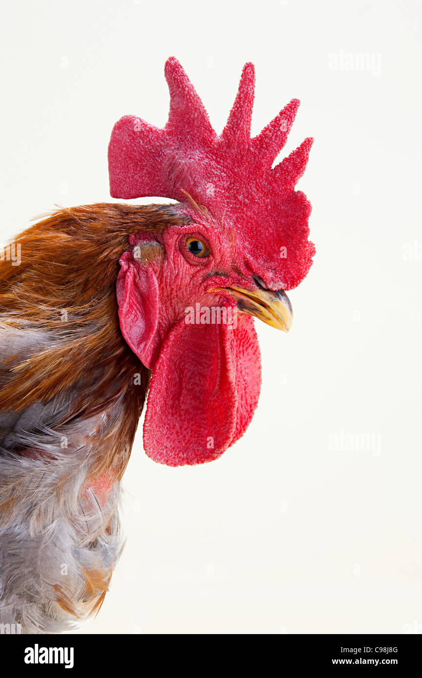Anatomie de la poule Banque de photographies et d’images à haute ...