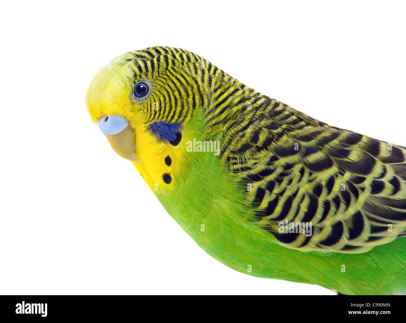 Perruche vert jaune Banque de photographies et d’images à haute ...