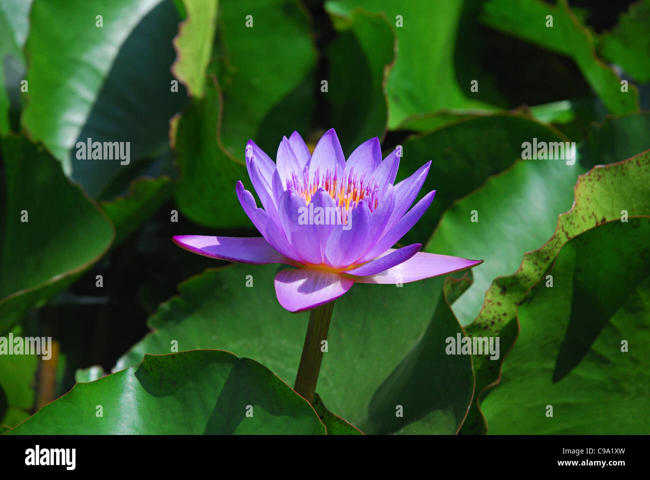 National flower of india Banque de photographies et d’images à haute ...