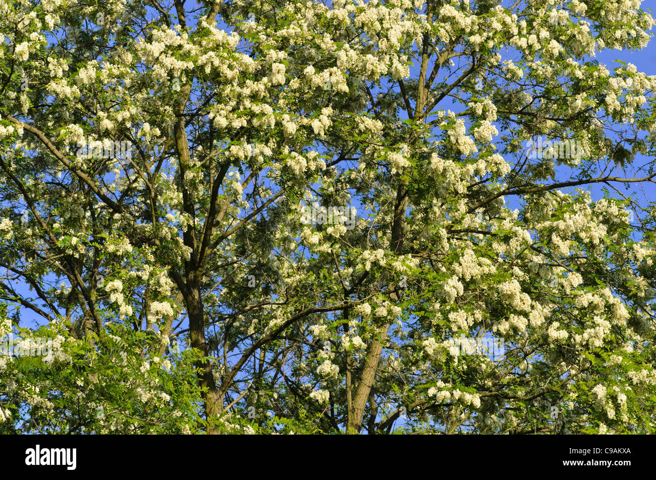 Robinia robinia pseudoacacia Banque de photographies et d’images à ...