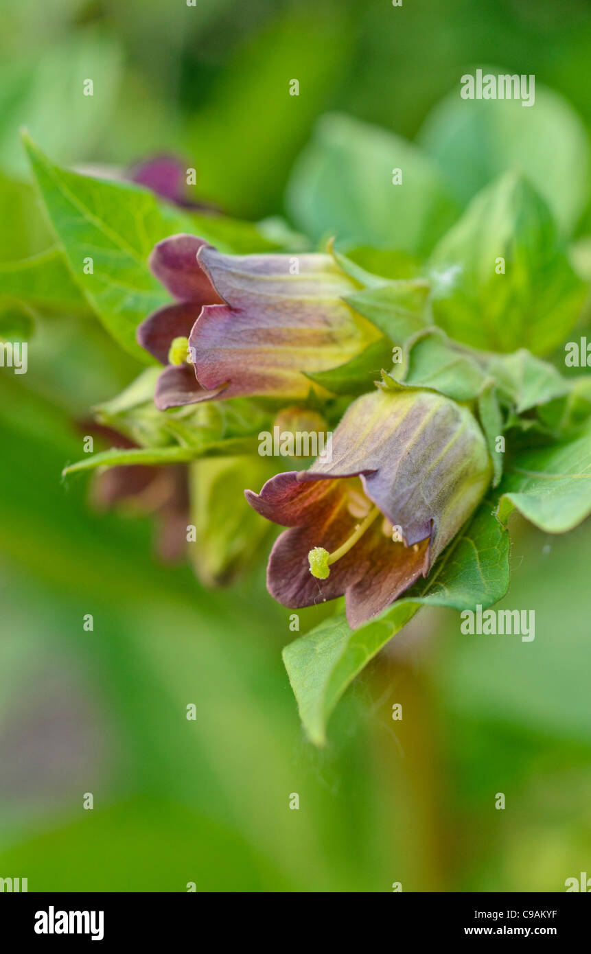 Fleurs de morelle mortelle Banque de photographies et d’images à haute ...