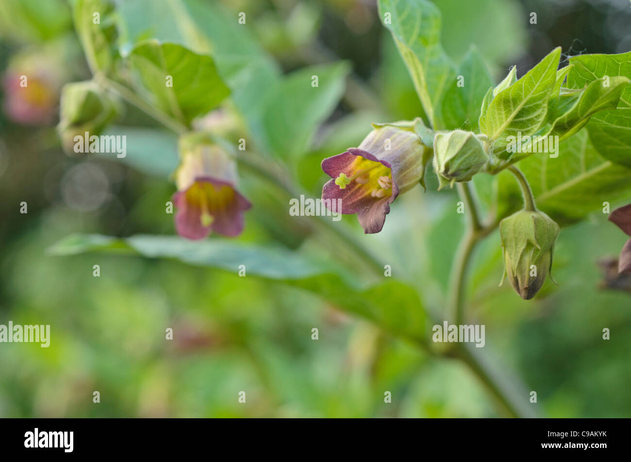 Bella donna fleurs Banque de photographies et d’images à haute ...