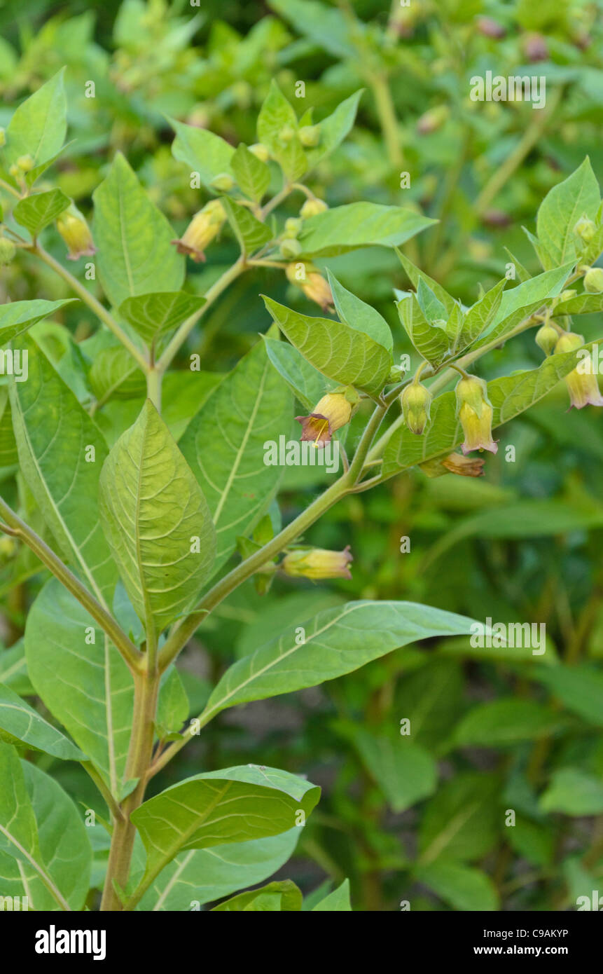 Bella donna fleurs Banque de photographies et d’images à haute ...