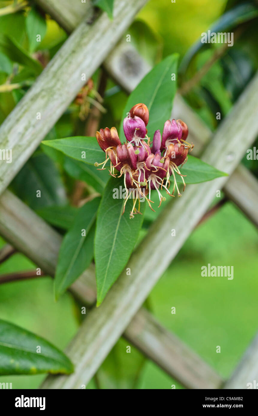 Lonicera henryi Banque de photographies et d’images à haute résolution ...