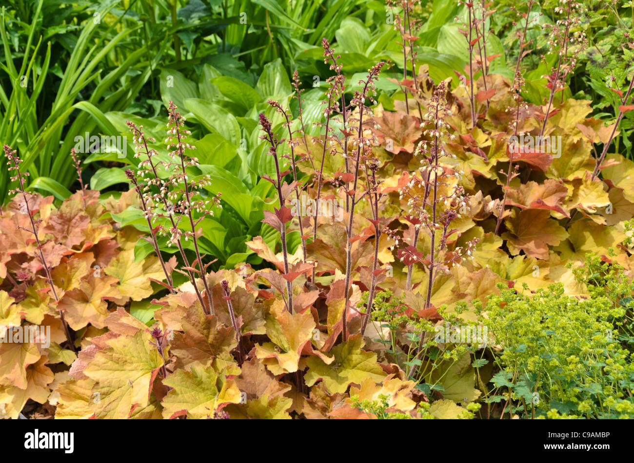Les alumroots Banque de photographies et d’images à haute résolution ...