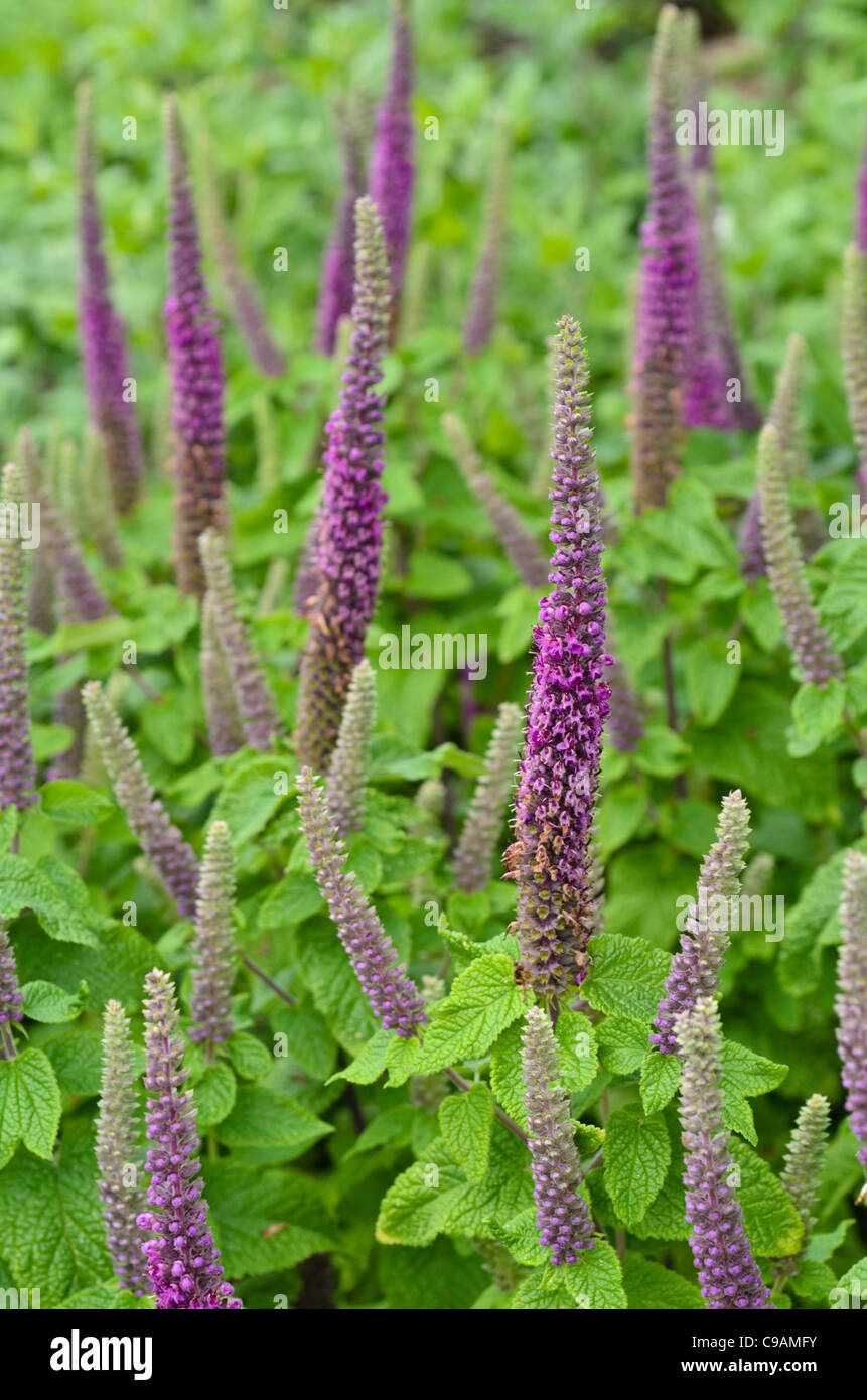 Teucrium shrub Banque de photographies et d’images à haute résolution ...