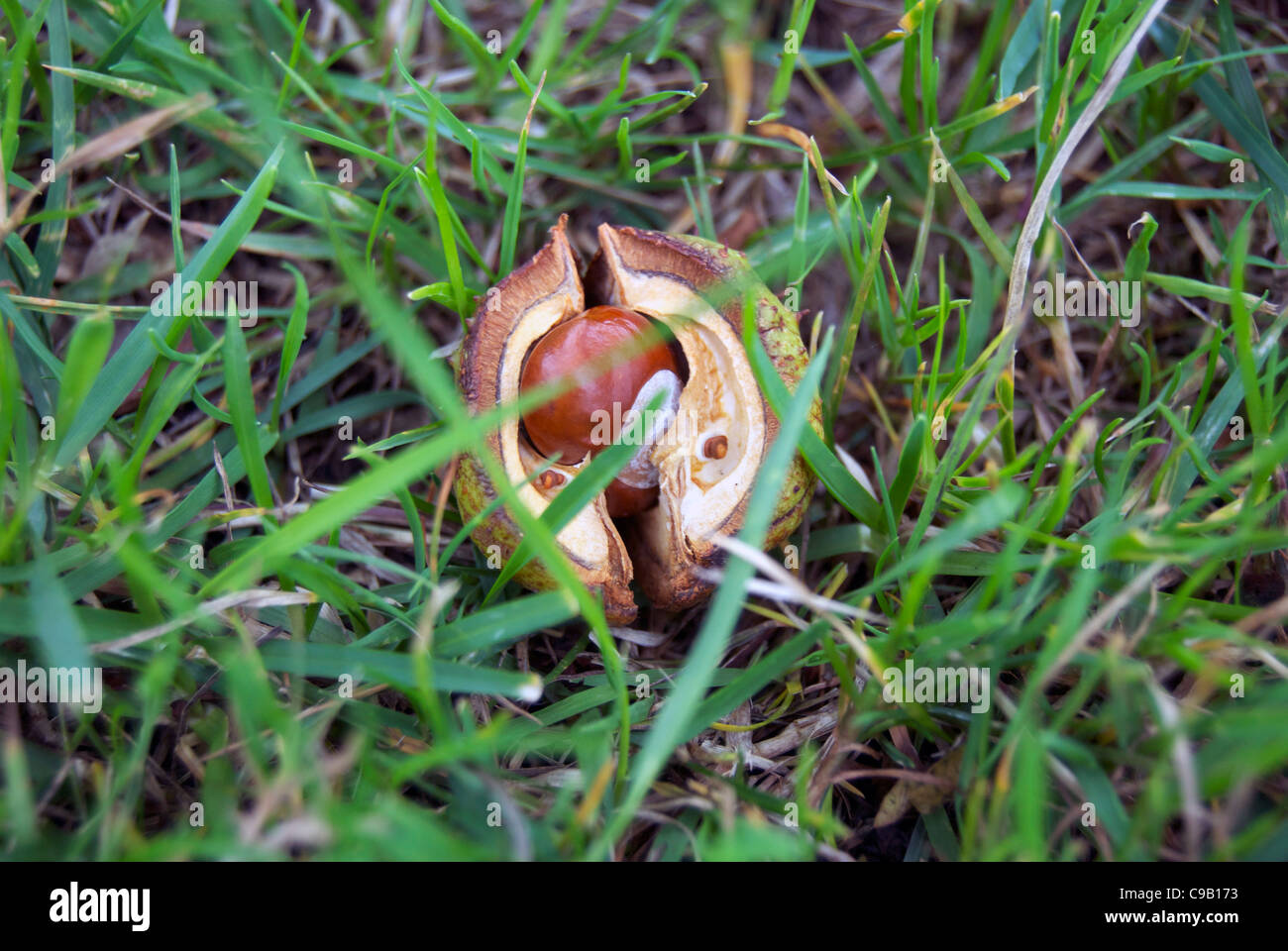 Conker shell Banque de photographies et d’images à haute résolution - Alamy