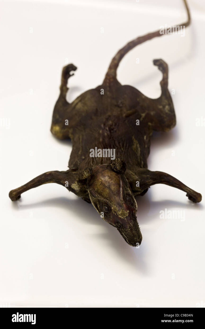 Rat meat Banque de photographies et d’images à haute résolution - Alamy