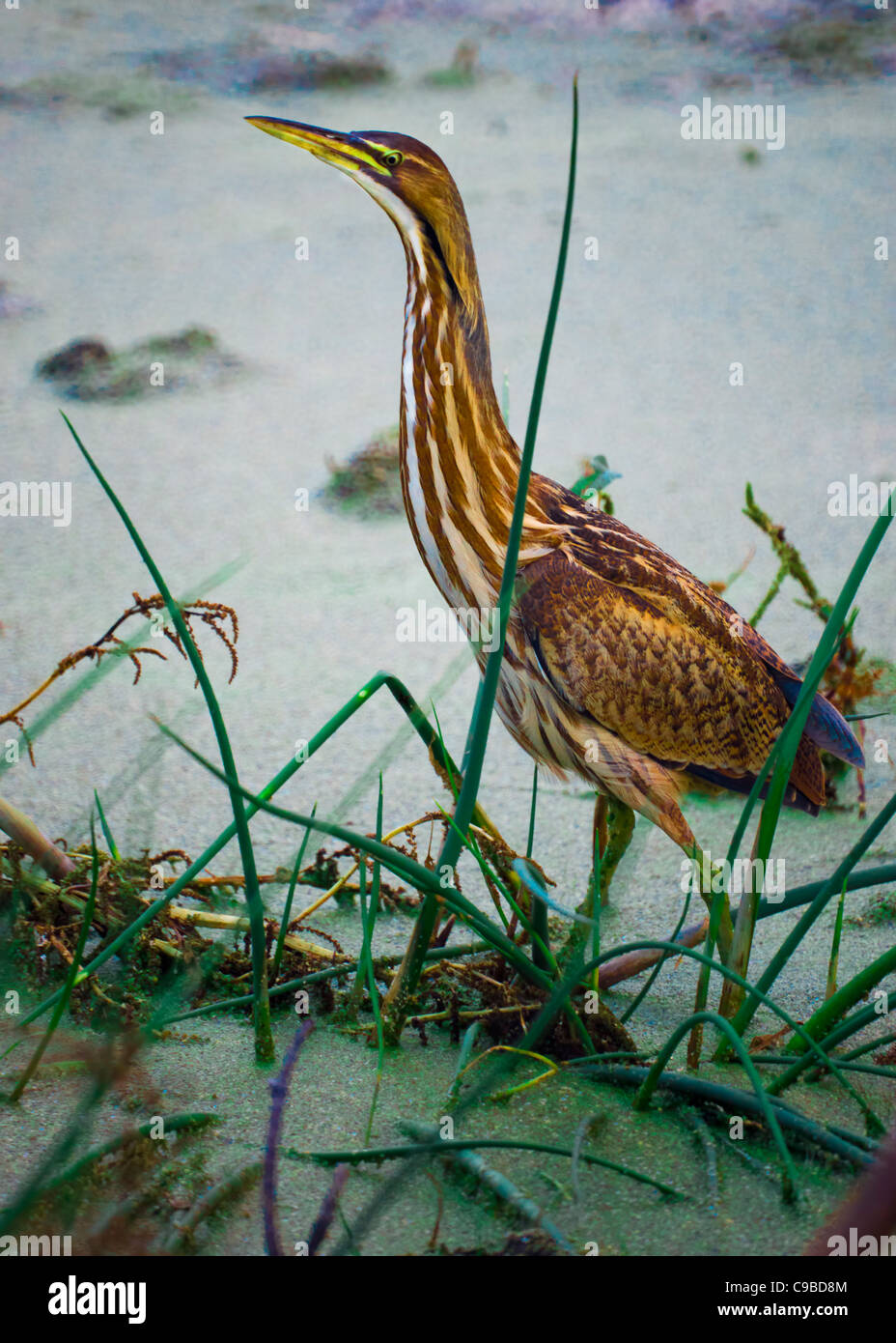 Oiseau butor Banque de photographies et d’images à haute résolution - Alamy