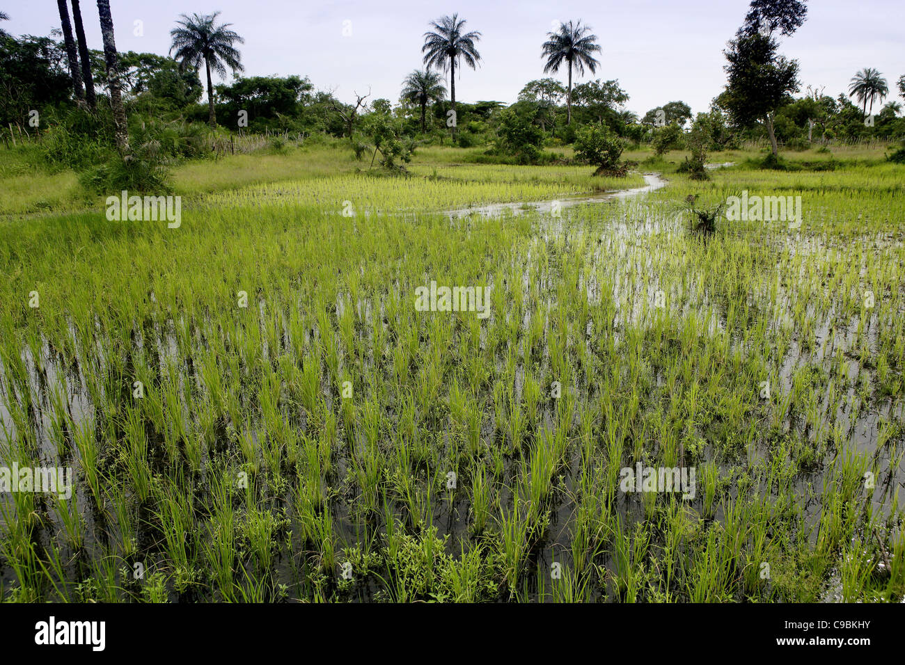 Rizière guinée afrique pas bissau Banque de photographies et d’images à ...