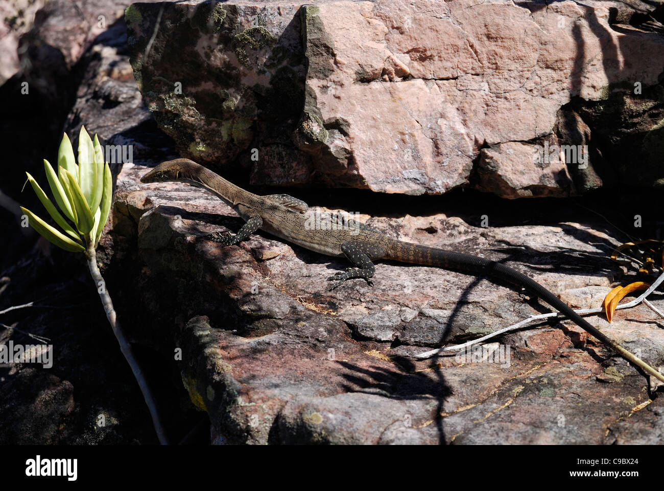 Varanus glebopalma Banque de photographies et d’images à haute ...