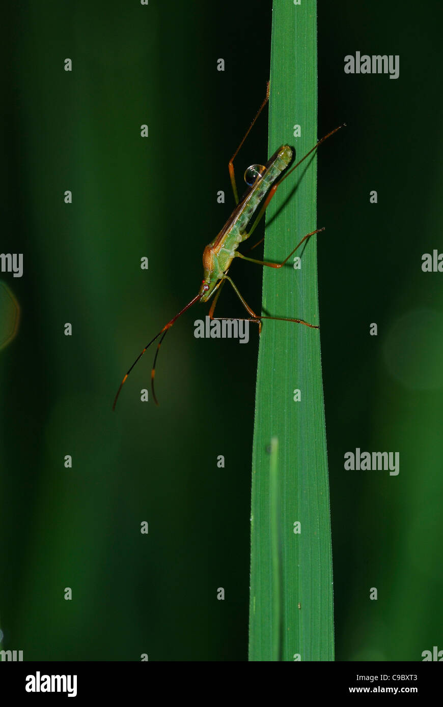 Bug de paddy Banque de photographies et d’images à haute résolution - Alamy