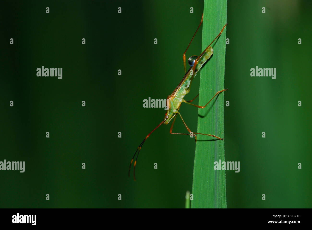 Ravageur du riz Banque de photographies et d’images à haute résolution ...