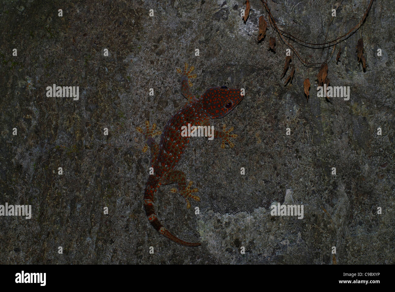 Gekko gecko Banque de photographies et d’images à haute résolution - Alamy