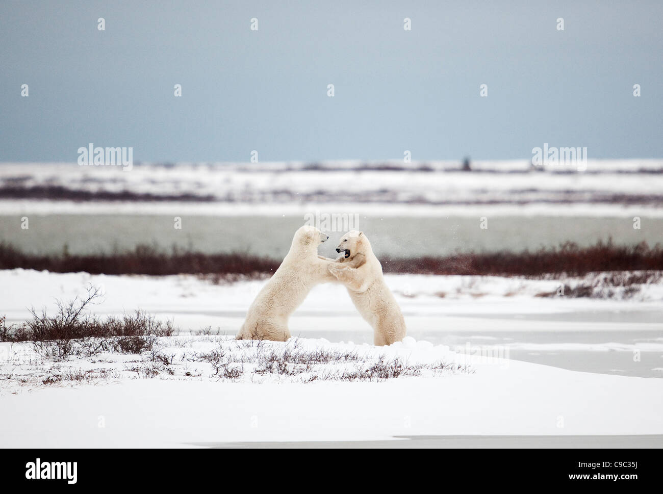 Canada ours polaires Banque de photographies et d’images à haute ...