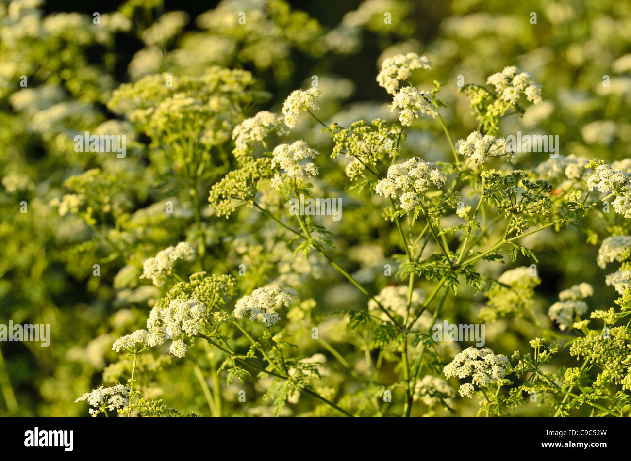 Conium maculatum apiaceae Banque de photographies et d’images à haute ...