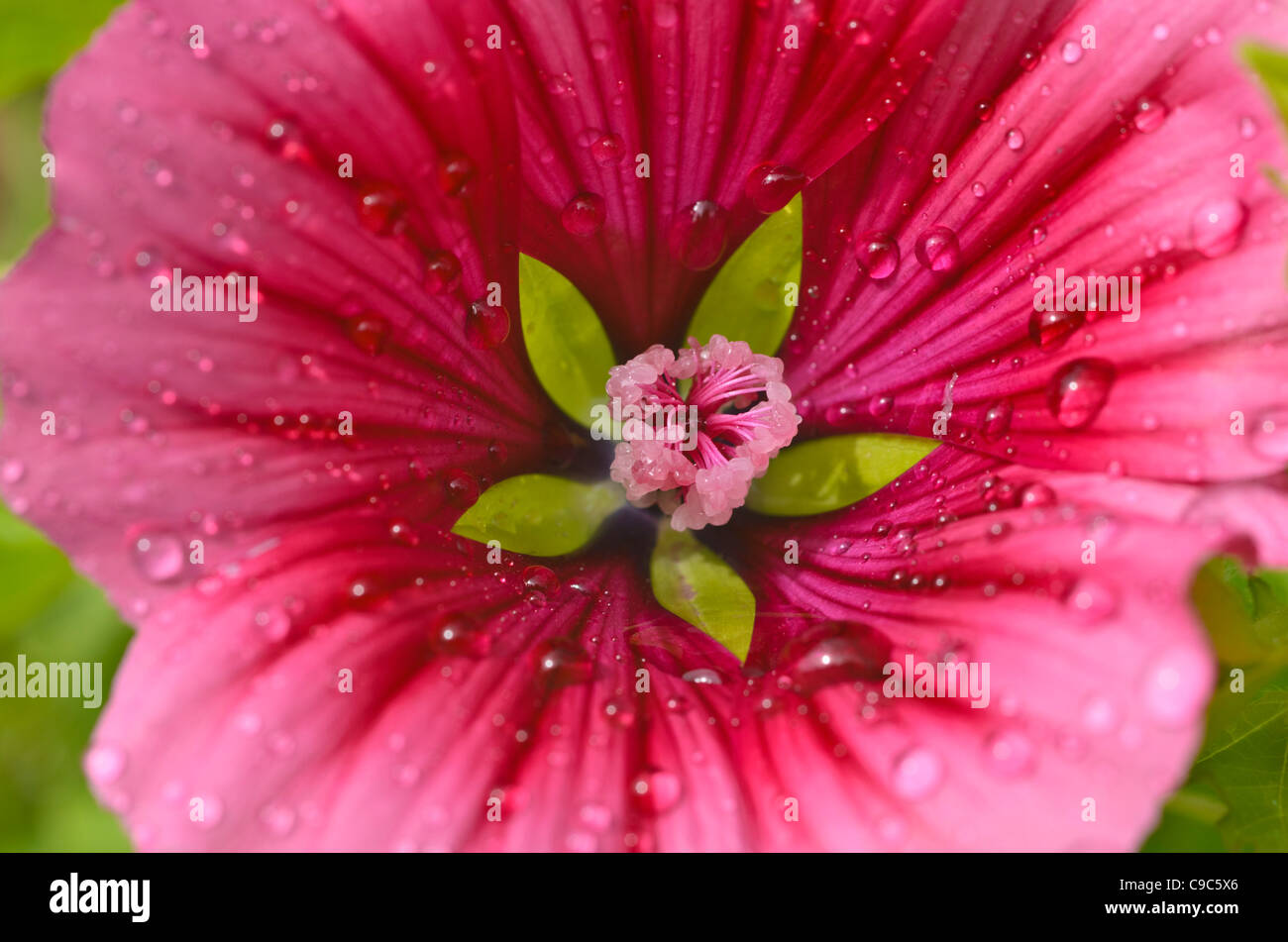 Malvacées malope Banque de photographies et d’images à haute résolution ...