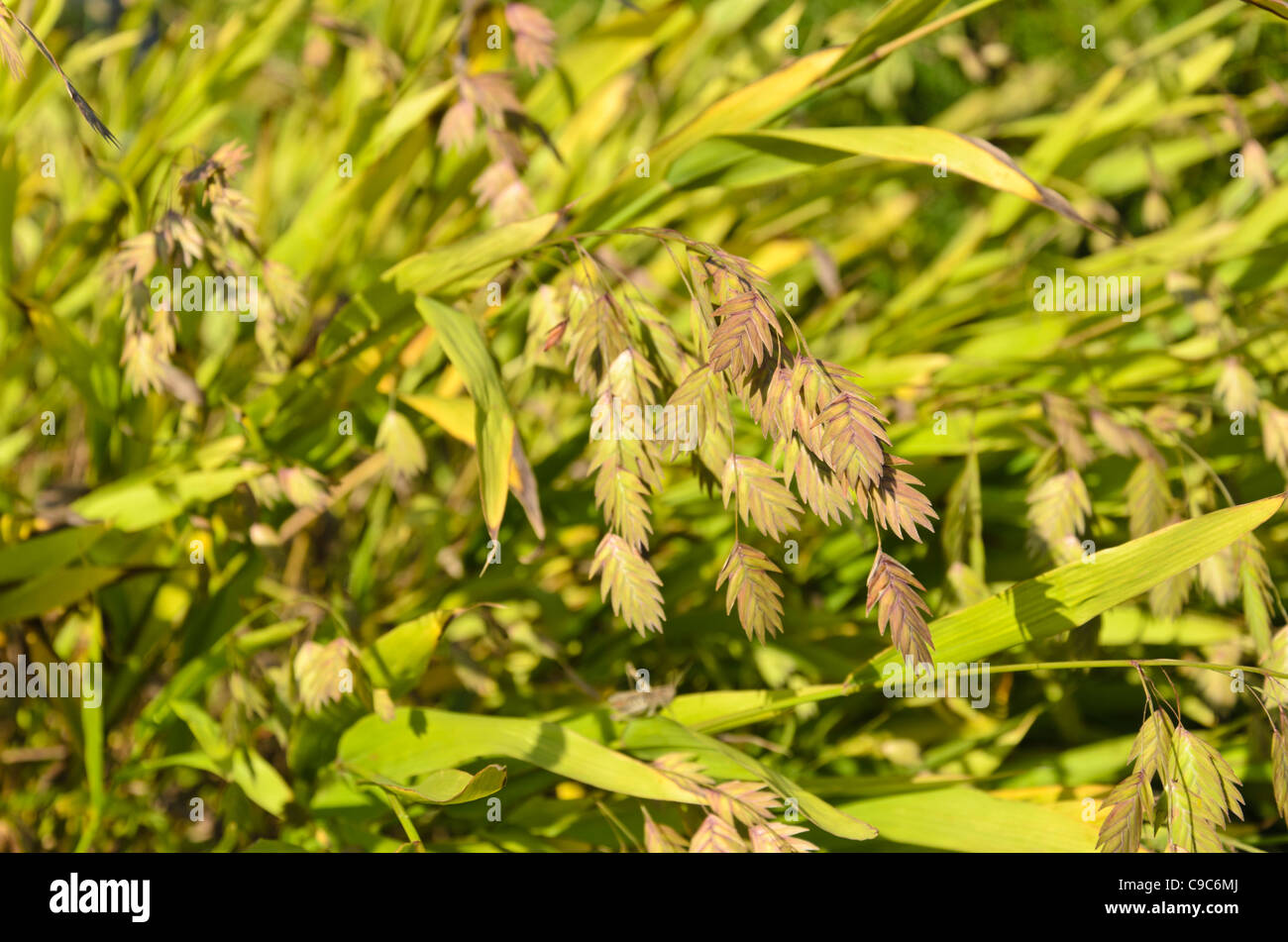 Uniola latifolia Banque de photographies et d’images à haute résolution ...