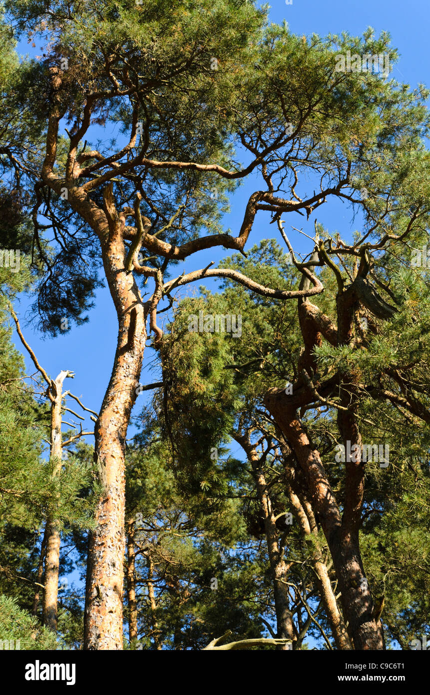 Pin forestier pinus sylvestris Banque de photographies et d’images à ...