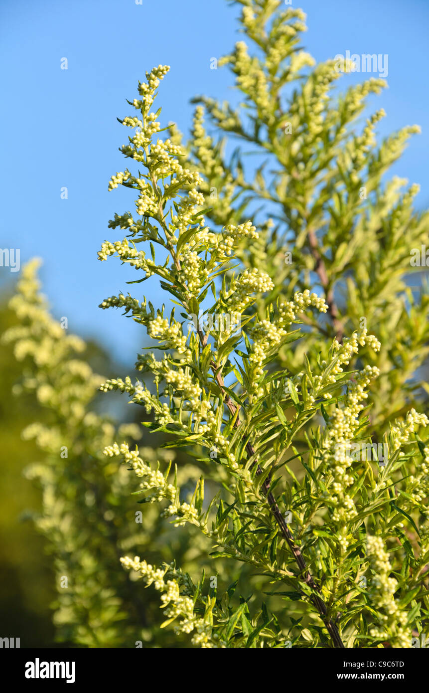 Artemisia vulgaris Banque de photographies et d’images à haute ...