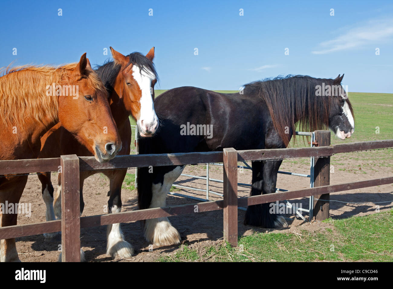 Sanctuaire des chevaux Banque de photographies et d’images à haute ...