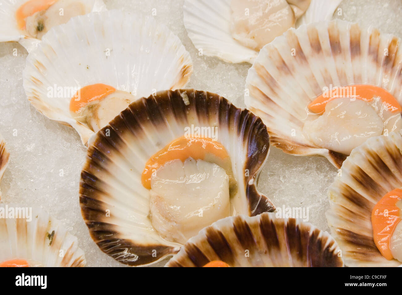 Pétoncles coquilles de pétoncle shell coquillages de mer fruits de mer ...