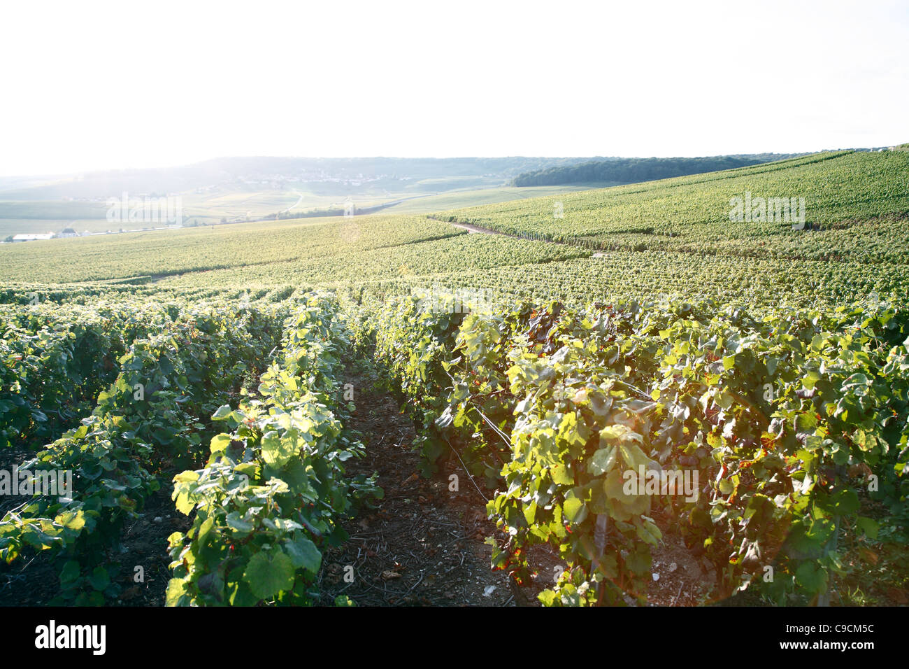 Paysage de vignoble de champagne Banque de photographies et d’images à ...