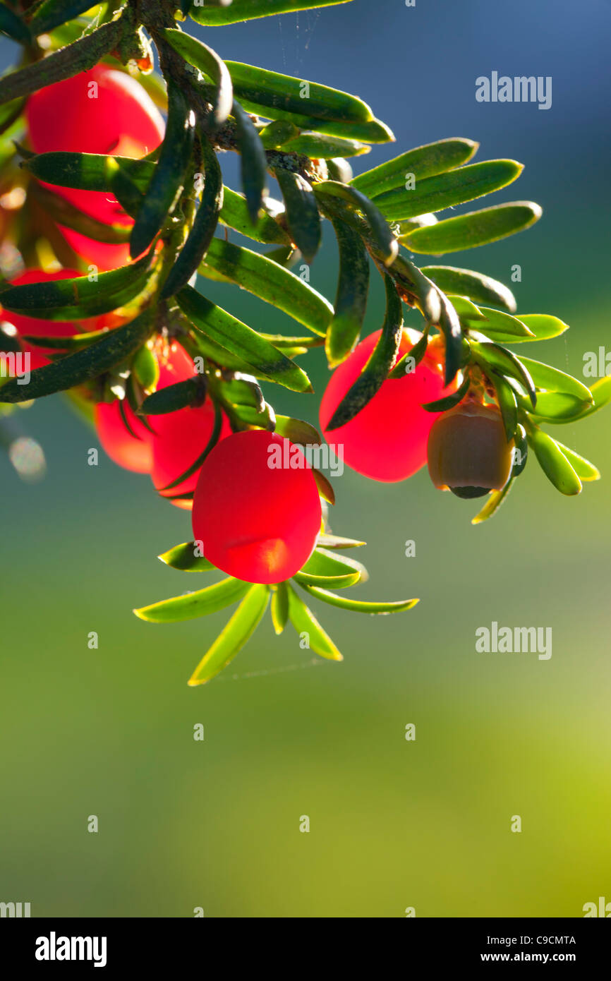 Taxus baccata Banque de photographies et d’images à haute résolution ...