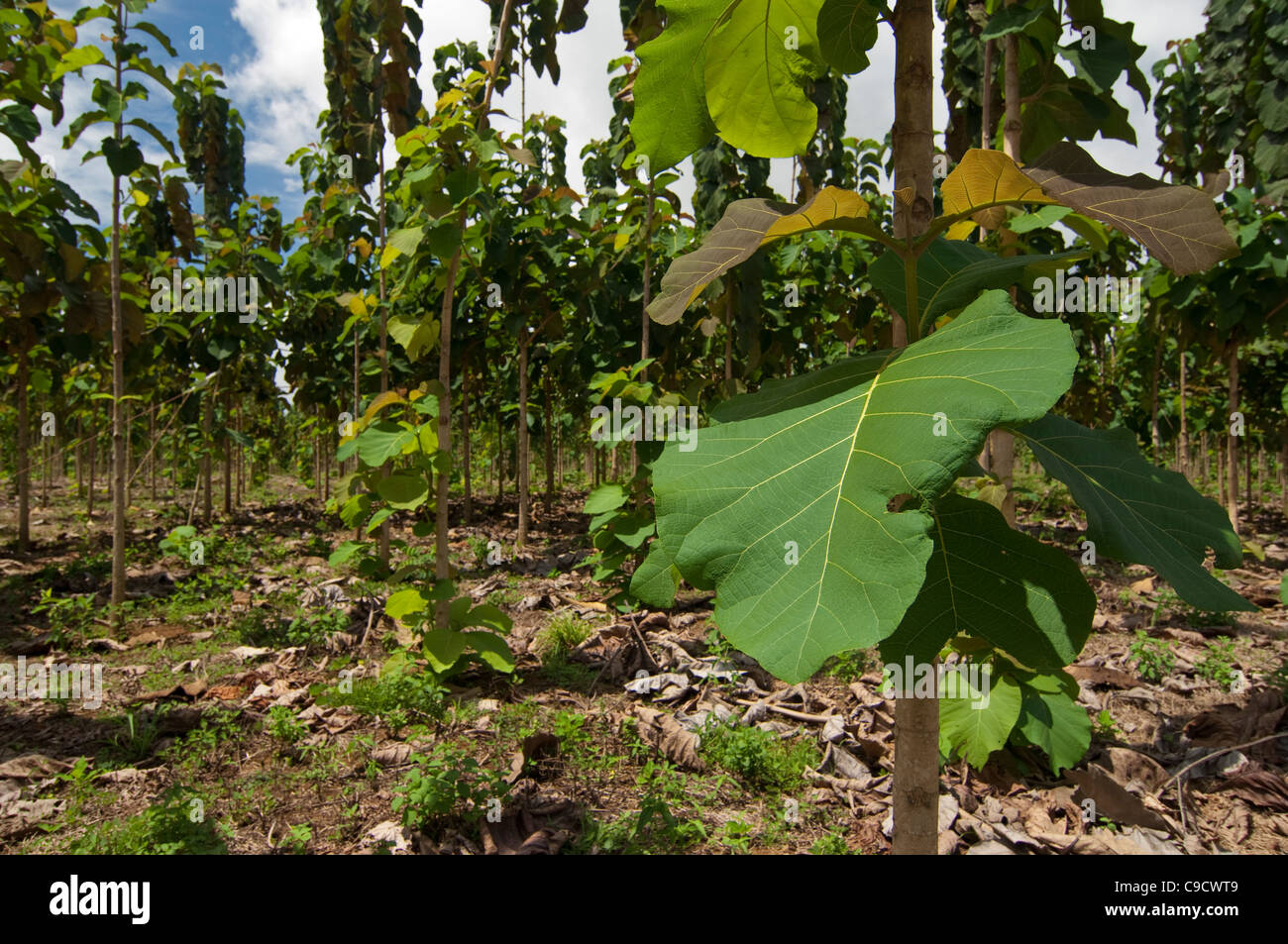 Arbres en teck Banque de photographies et d’images à haute résolution ...