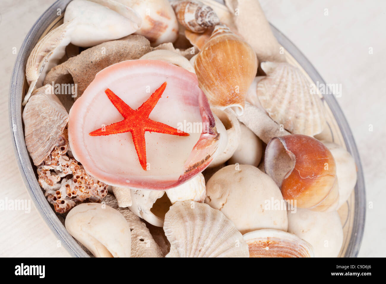 Différents types de coquilles de mer et une jolie étoile de mer Photo ...